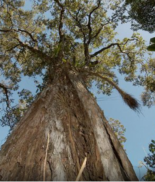 The story of Tong Yee Aii唐綺, Alai Aii, and Wong Kun Akana黃根 | Chock ...